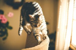 Chat qui griffe : Pourquoi le fait-il et comment l’arrêter ? - Nature ...