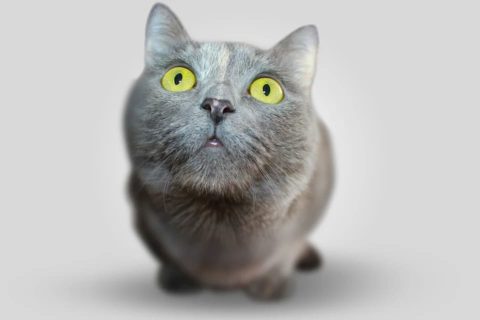 Vision du chat : Comment les chats voient le monde ? - Nature de Chat